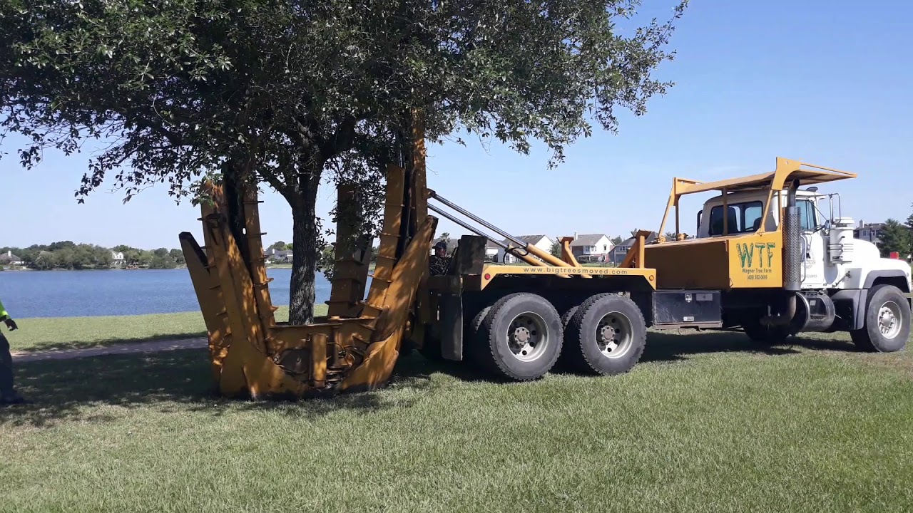 Removing a 20 year old trees with a spade & planting it 400 ft away in ...