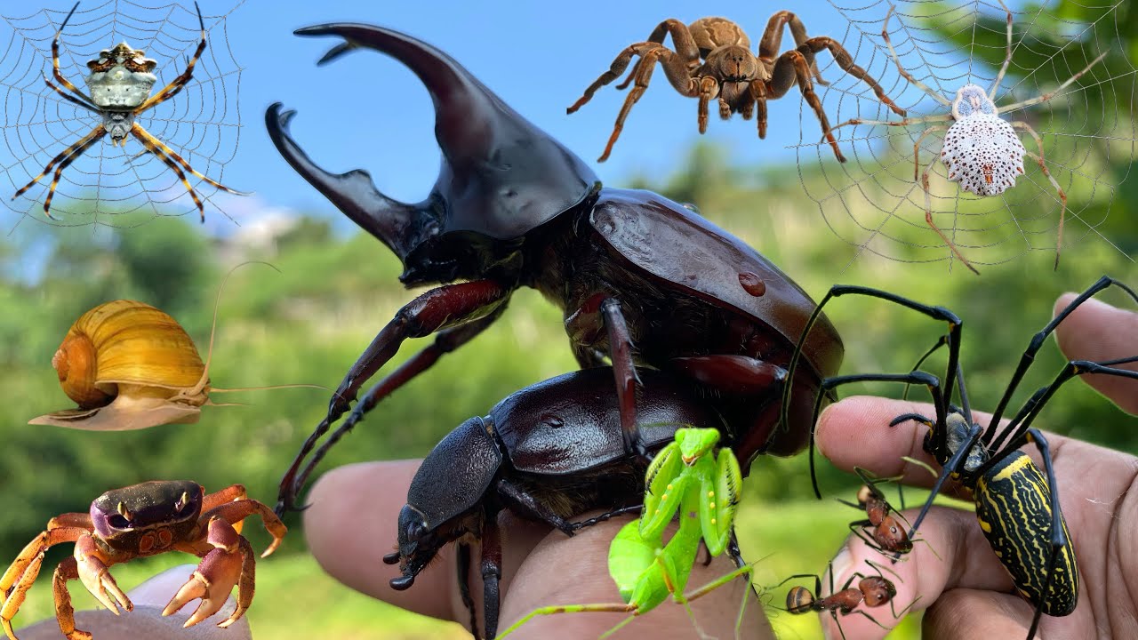 insect exploration - YouTube