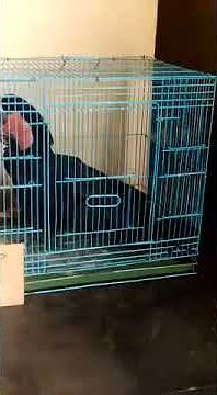 Raja Goliath ABS Birdshop - YouTube