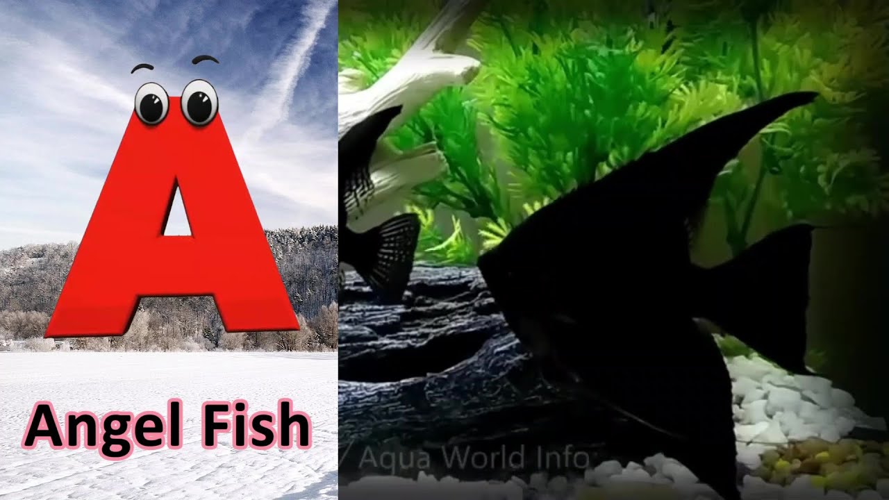 Sea Animals ABC Song | Sea Animals Alphabet Song | Learn The Names of ...
