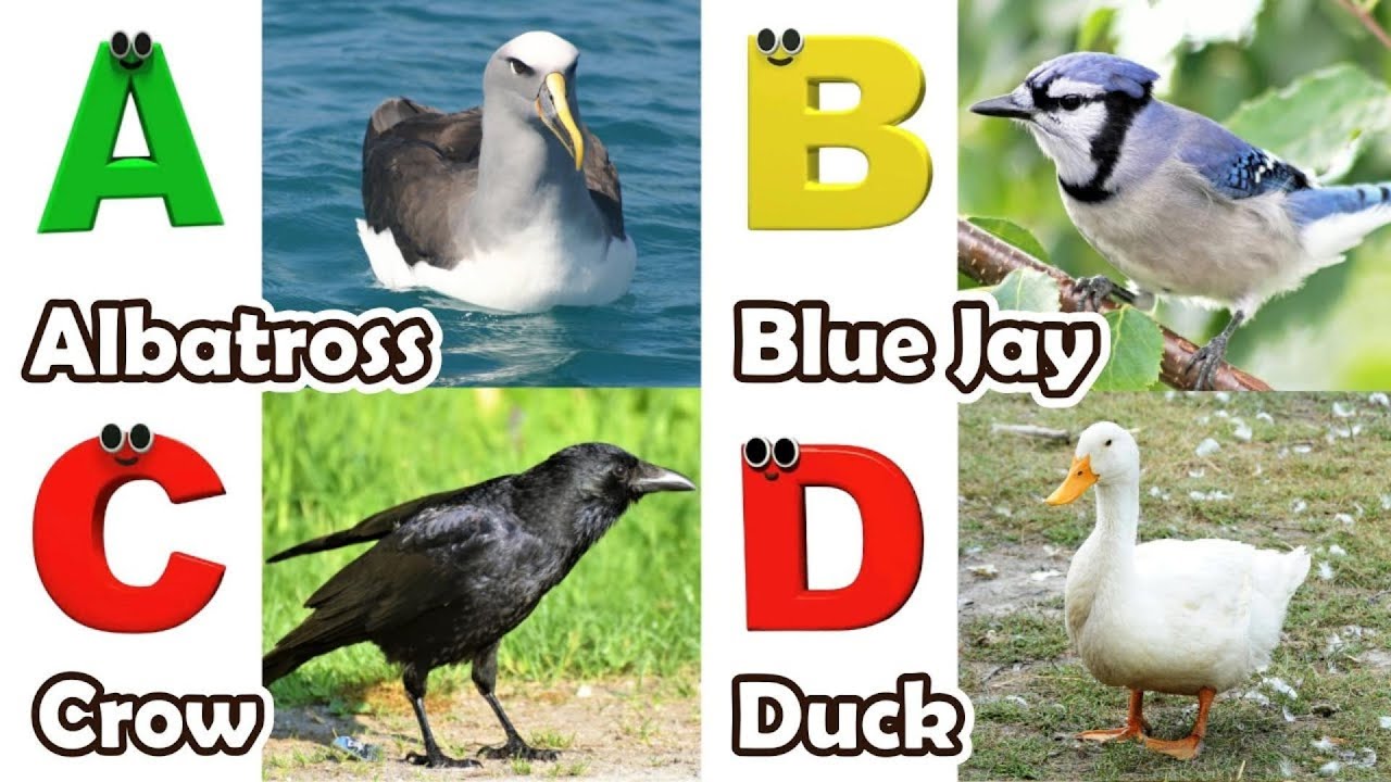 ABC Song | Birds 🕊️ ABC Song | Phonics for Kids | Baby Alphabet Letters ...