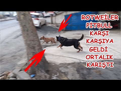 Sokakta Yakaladığım Pitbulla Rotweileri Karşı Karşıya Getirdim! ( Ortalık Karıştı )