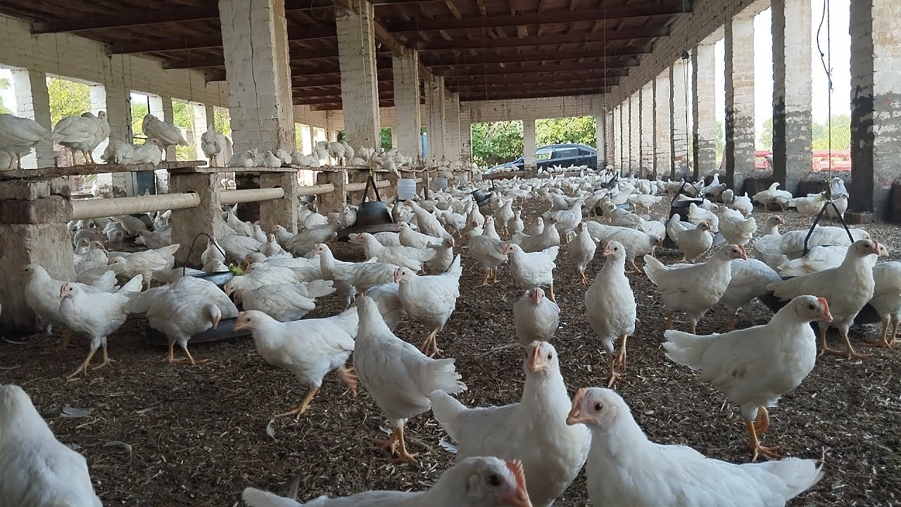 Poultry Farming in Pakistan | poultry farming egg production | part 79 ...