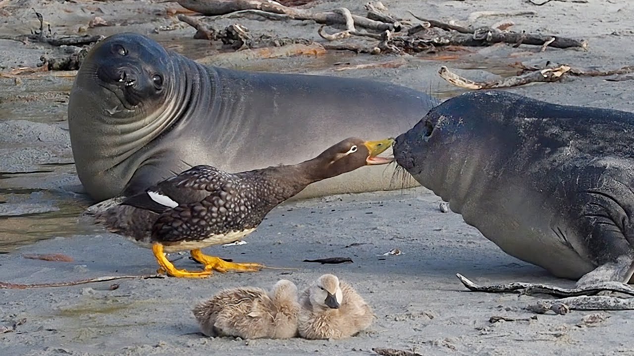 DON'T MESS UP WITH MAMA DUCK ! - YouTube