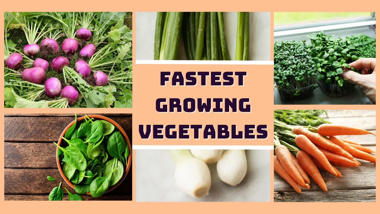 5 Vegetables That Grow Fast - Fastest Growing Vegetables - YouTube