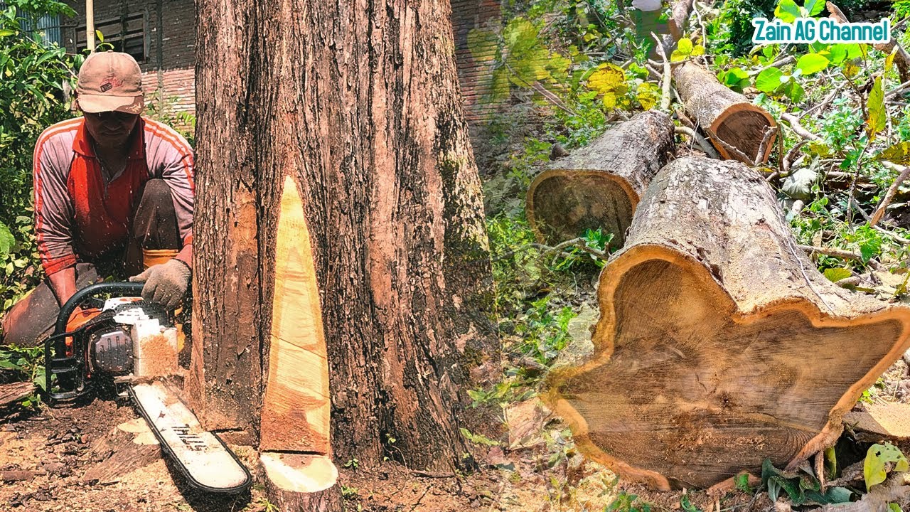 Amazing, how skillful a man is to cut a teak tree - YouTube