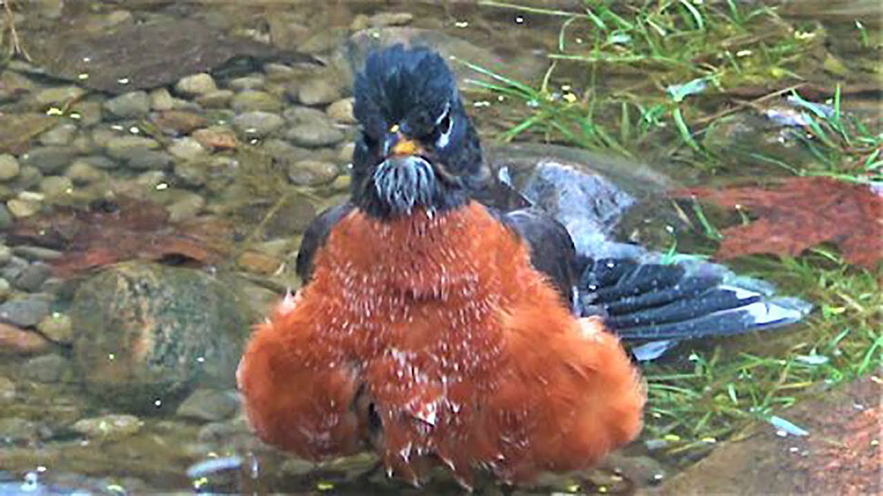 Grumpy looking robin has a great time bathing in backyard pond - YouTube