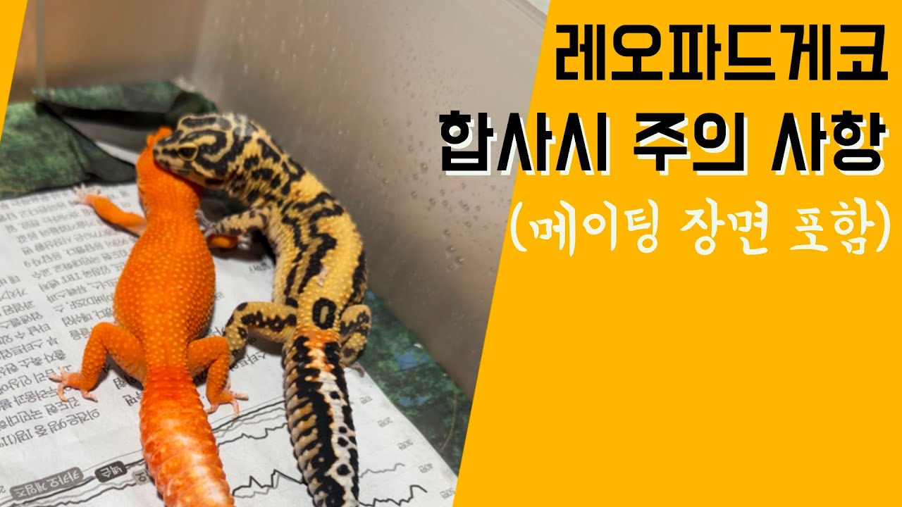 레오파드게코 합사시 꼭 숙지해야하는 내용 메이팅 영상 포함 Youtube