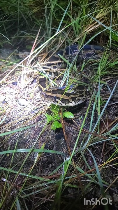 Burmese Pythons In The Florida Everglades - YouTube