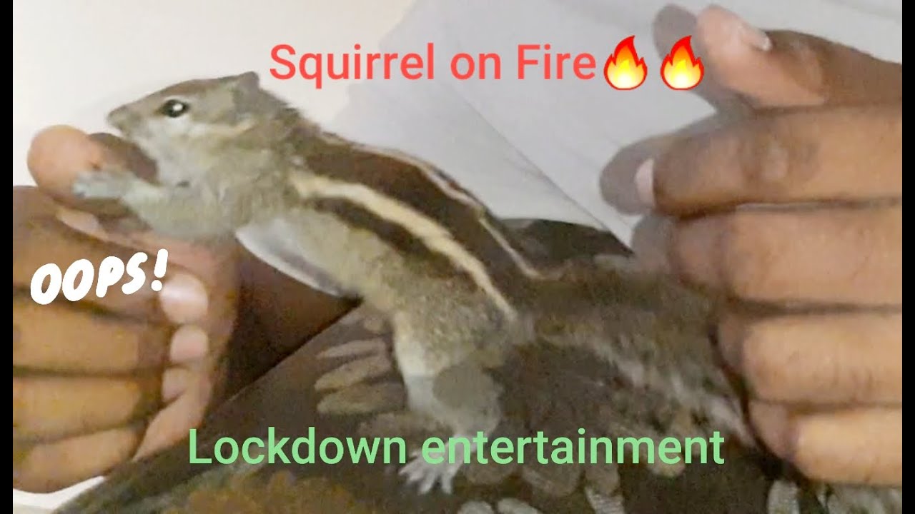 Squirrel play fights | Lockdown entertainment | Day 115 - YouTube