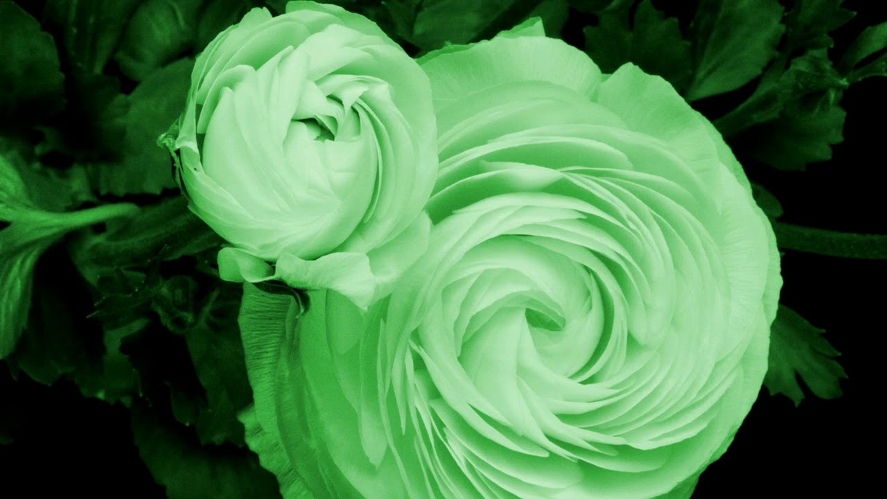 Blooming Flowers Time lapse (Mesmerizing Scene of Nature) - YouTube