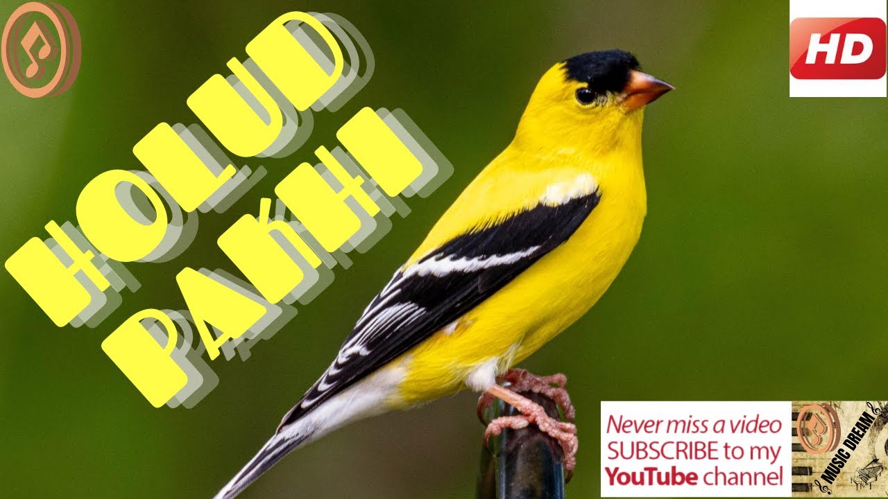 HOLUD PAKHI remix - YouTube
