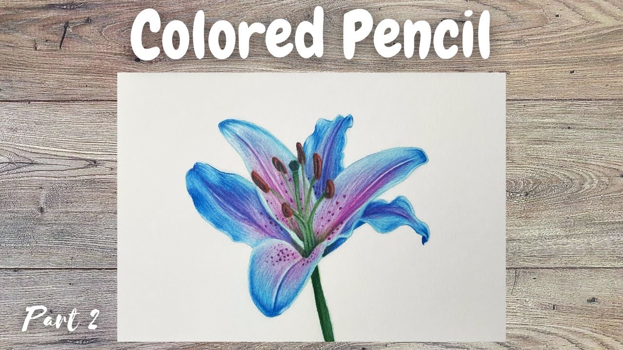 Botanical Drawing With Colored Pencils Tutorial Part 2 - YouTube