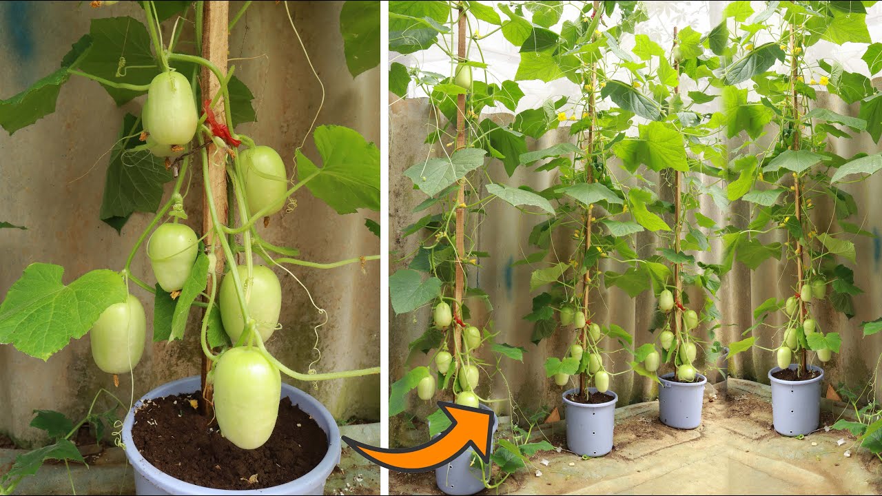 Surprisingly, growing baby cucumbers this way gives so many fruits ...