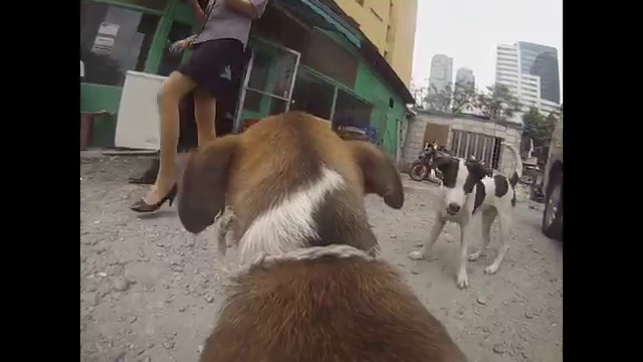 Unimaginable life of Askals - Every dog deserves a home - YouTube