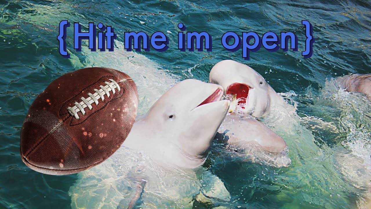 Funny Beluga Whale #1 - YouTube