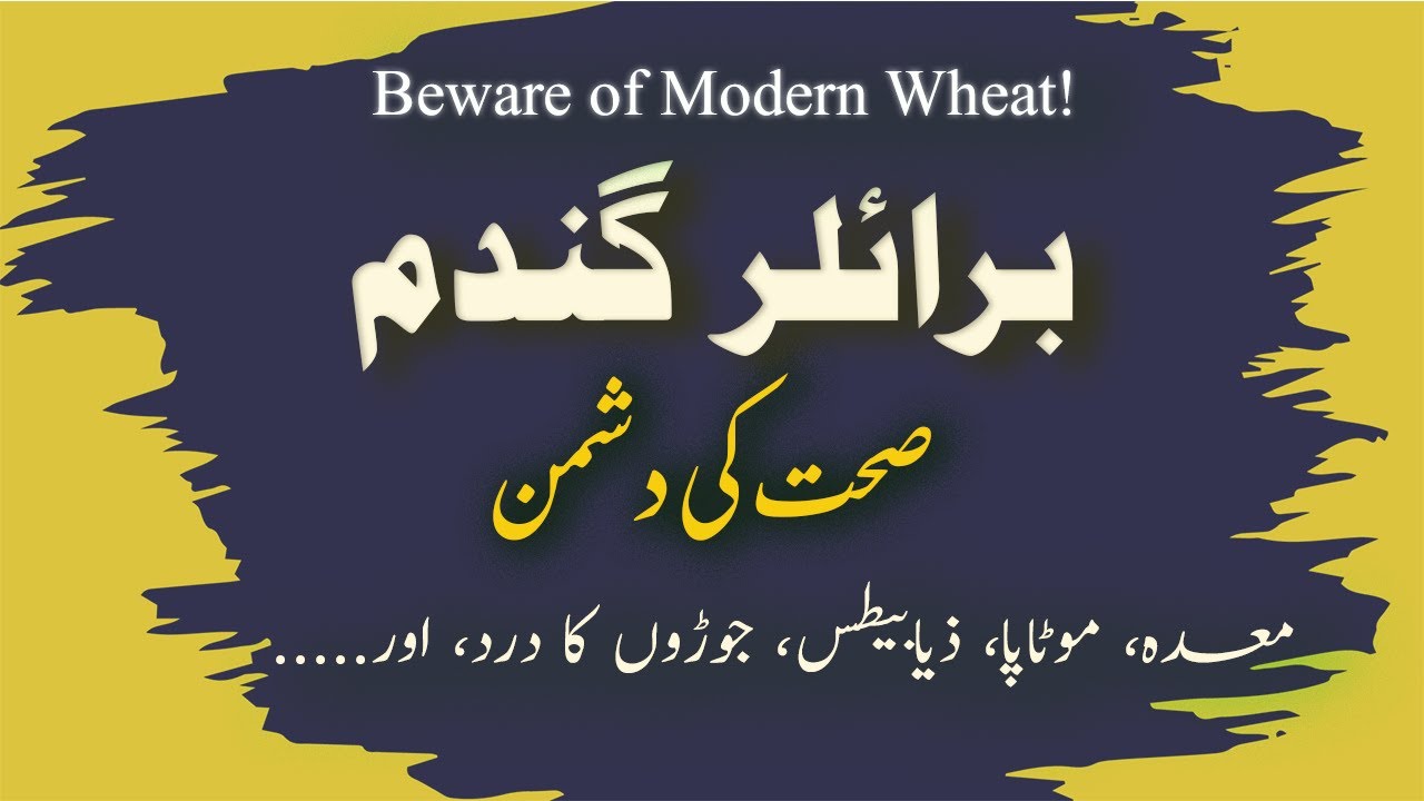 The Hidden Dangers of Modern Wheat | M Wasim Tahir - YouTube