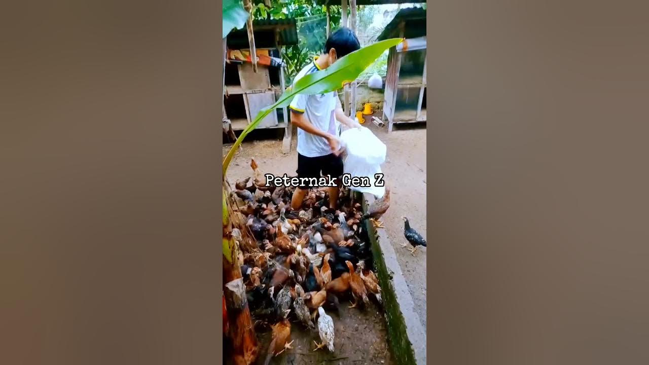 Update perkembangan ayam KUB usia 1,5 bulan #ayamkub #peternakmuda #genz #peternaksukses - YouTube