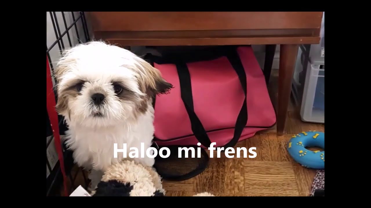 MY DOG NEVER GIVE UP - YouTube