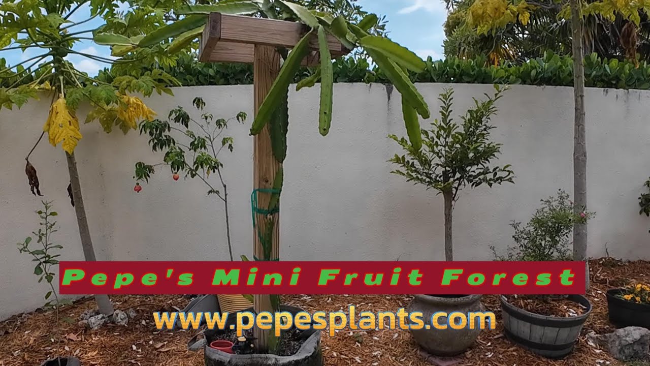 🥭🥭🥭Pepe's Mini Fruit Forest Tour Part 1🍋🍋🍋 - YouTube