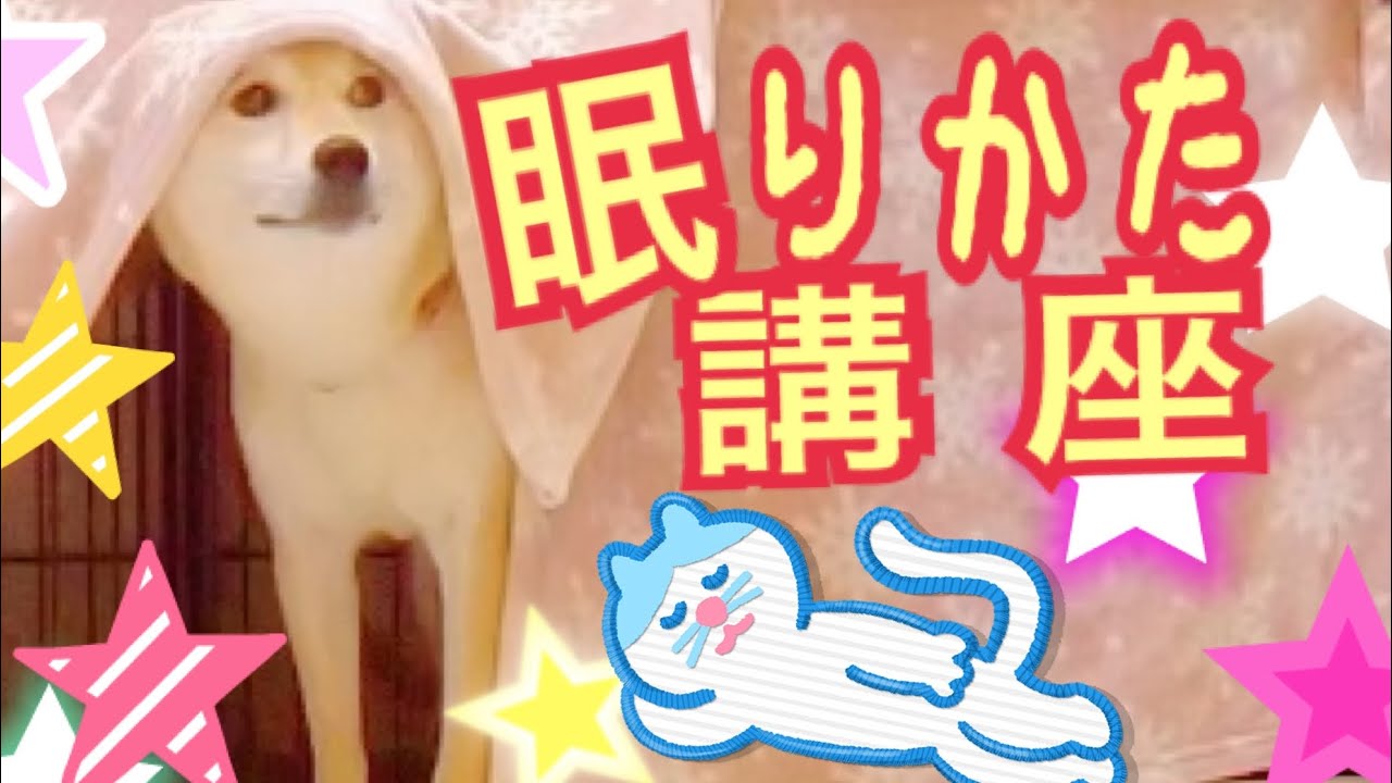 【柴犬 もみさん】どうしても飼い主を見守りながら眠りたい（犬）の 眠りかた講座💕Shiba Inu Momisan sleeping ...
