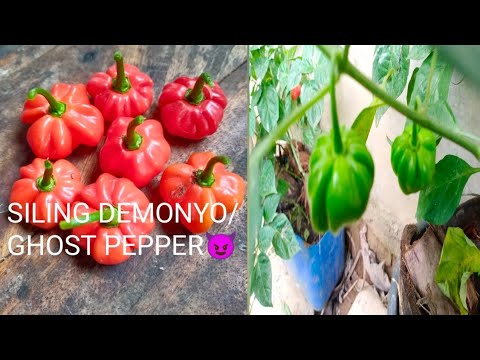 SILING DEMONYO/GHOST PEPPER || JuanPinoy Simple Life - YouTube