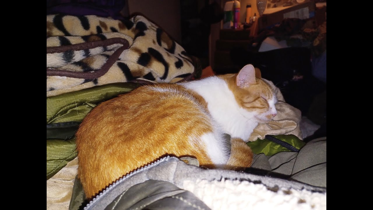 LEO the CAT is Adopted and comes Home - YouTube