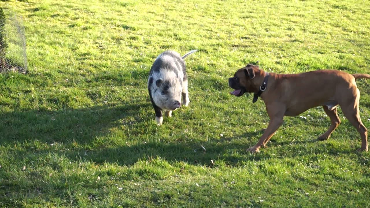 bush de boxer and little pig - YouTube