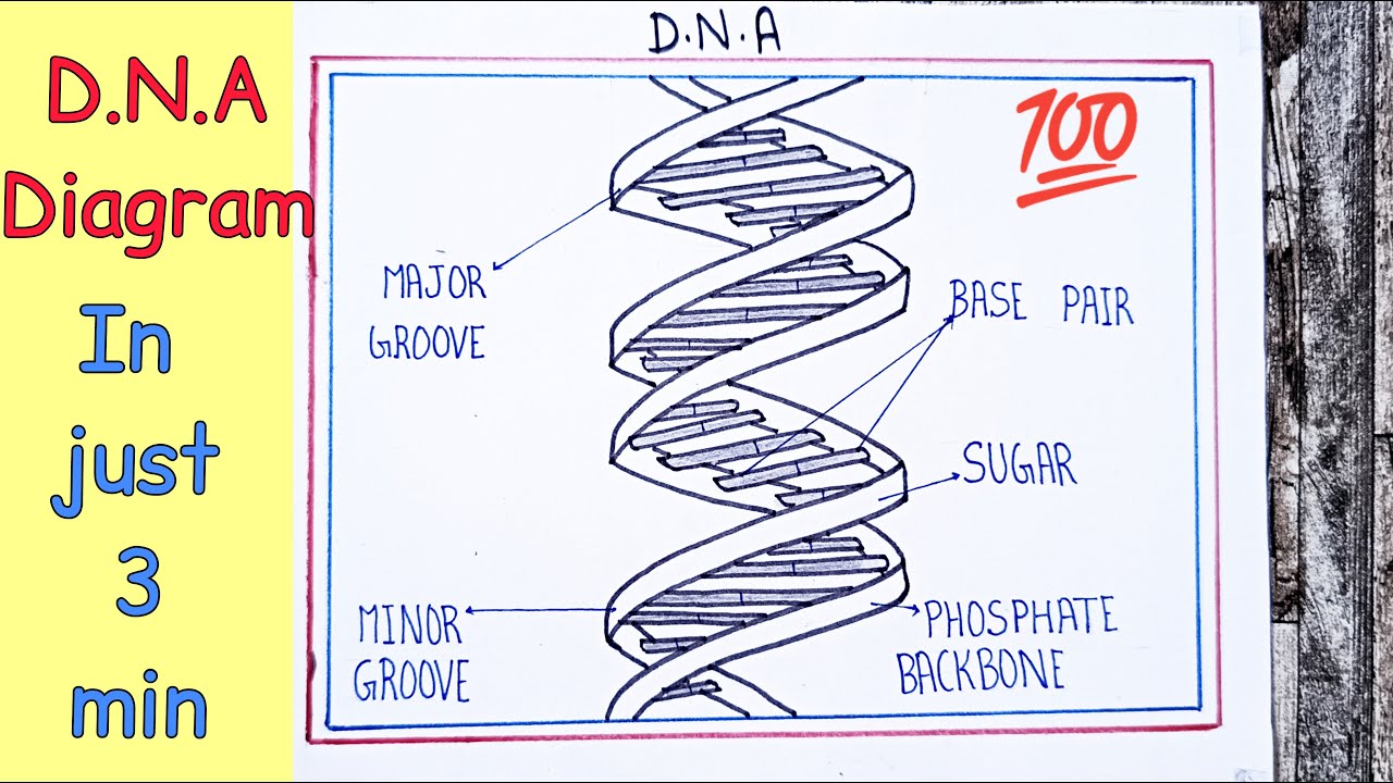 Labeled Diagram Of The DNA Double Helix | DNA Double Helix: Fully ...