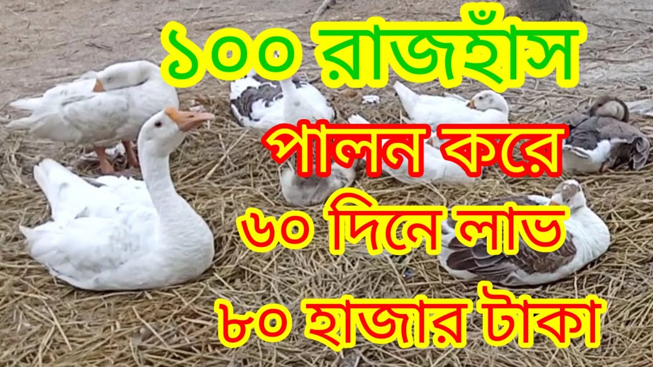 Swan farming video tutorial for beginners, duck farming - YouTube