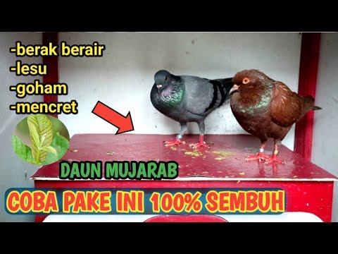 CARA MENYEMBUHKAN MERPATI YANG SAKIT DAN BERAK BERAIR - YouTube
