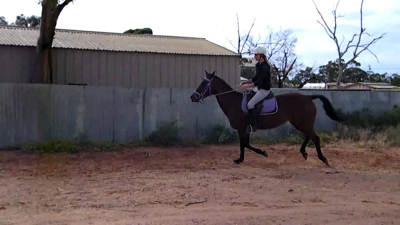 Standardbred trotting and cantering :) - YouTube