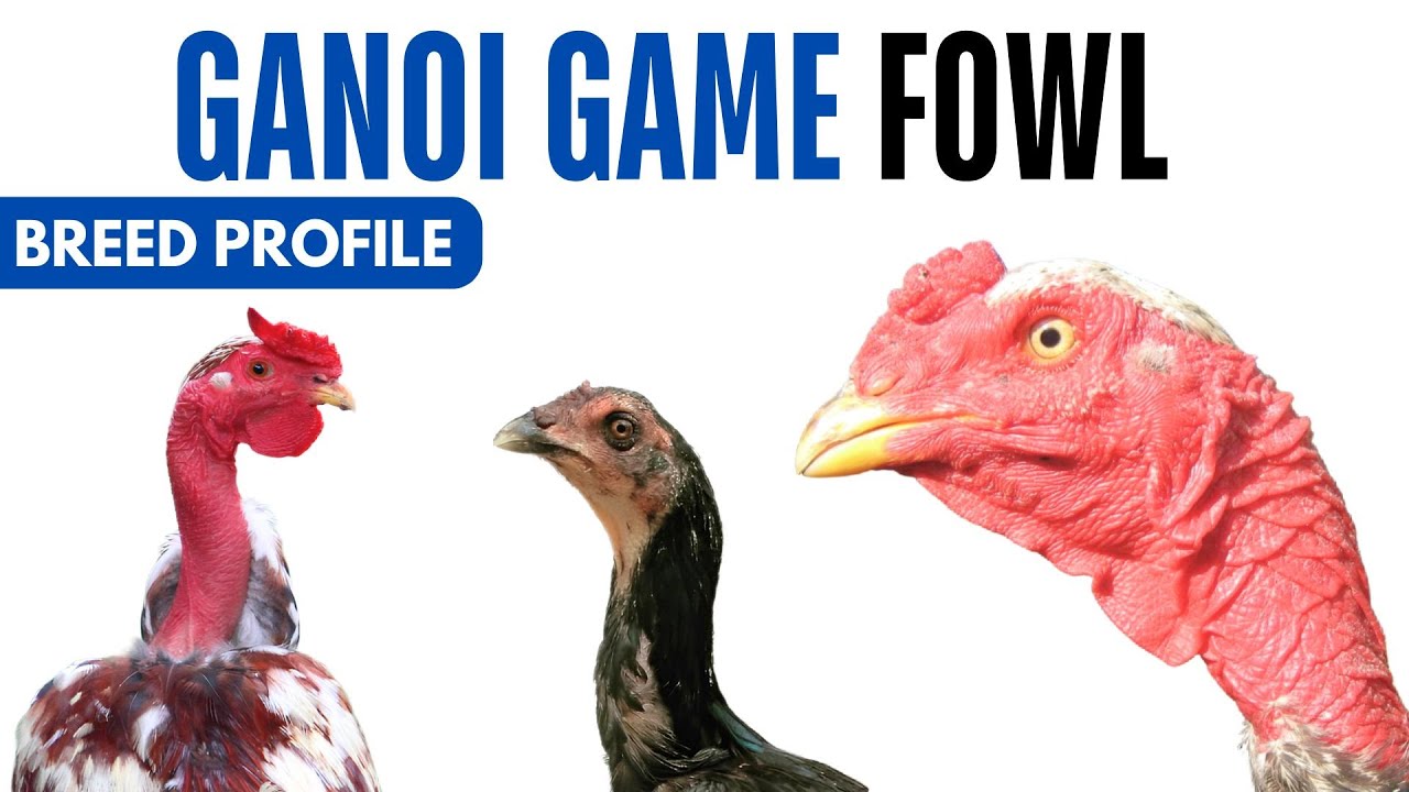 Ganoi Game Fowl Breed Profile History Health Issues - Ganoi Game Fowl ...
