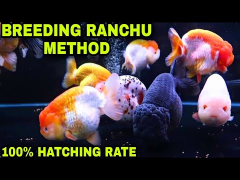 Breed ranchu Natural way | Sharing my breed style - YouTube
