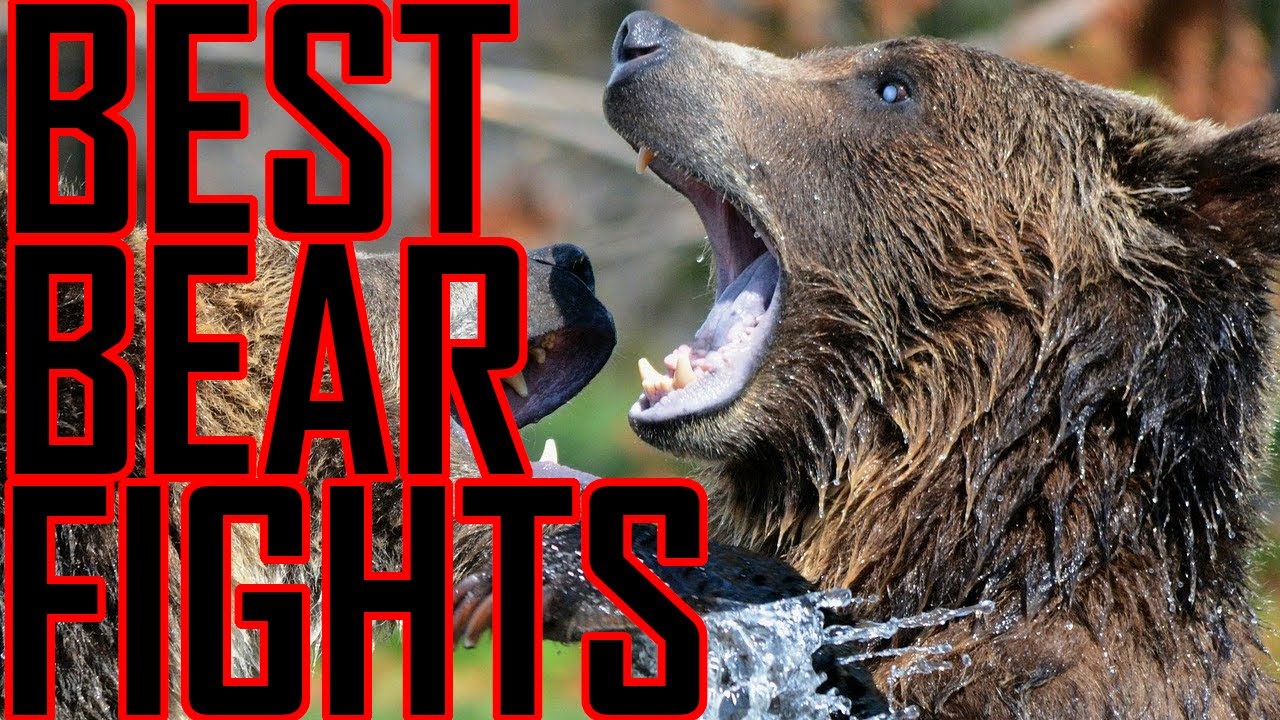 BEST BEAR FIGHTS! - YouTube