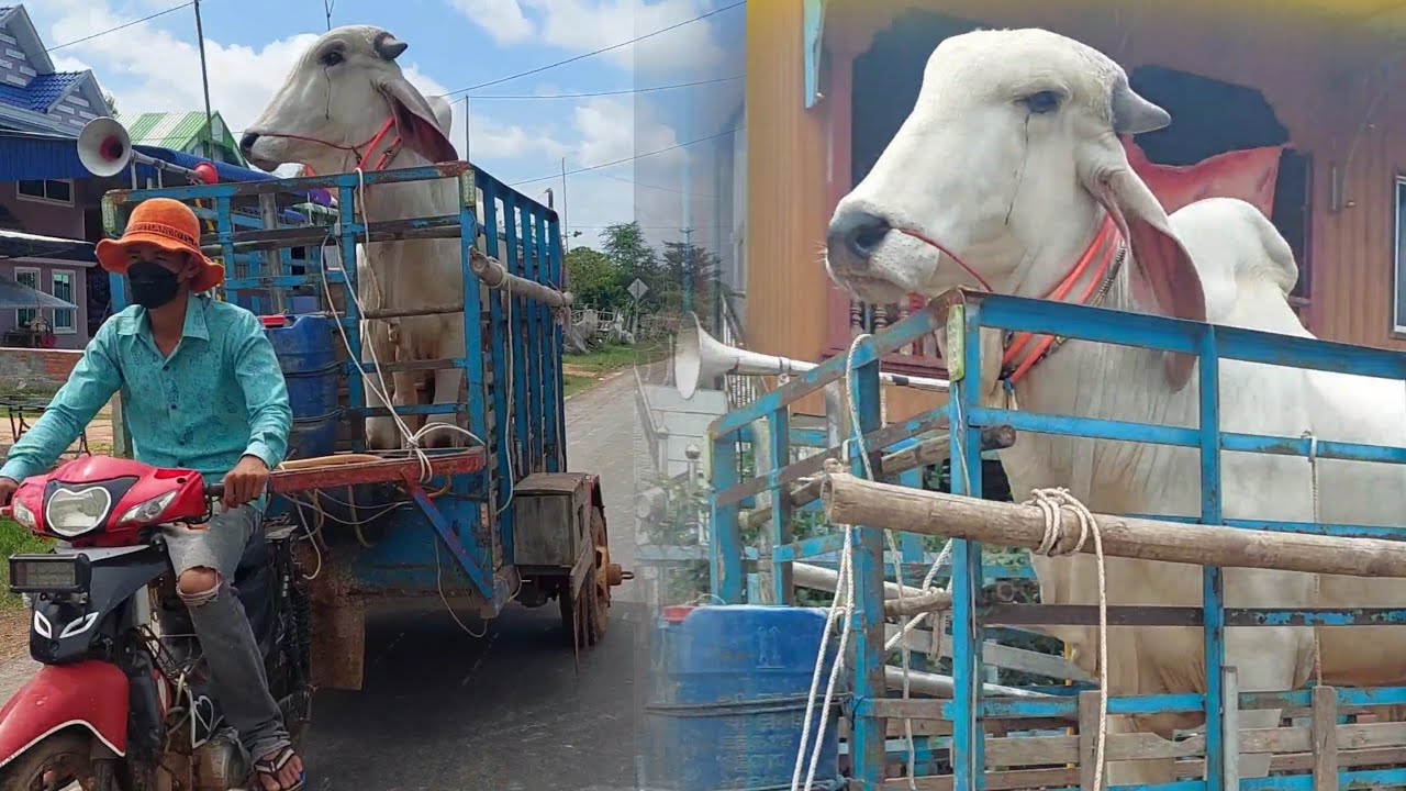 If you need to breed cows, come soon now - YouTube