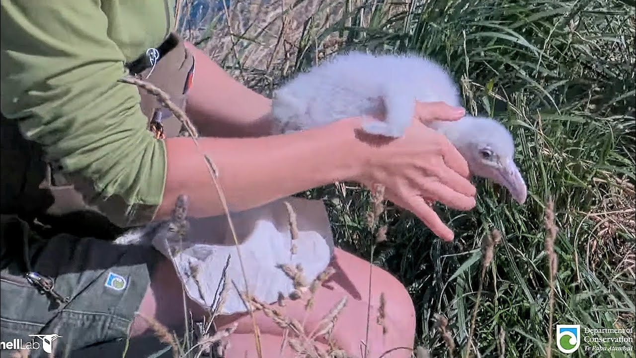 Royal Albatross - Plateau chick weighed 660 g this morning at 8 days ...