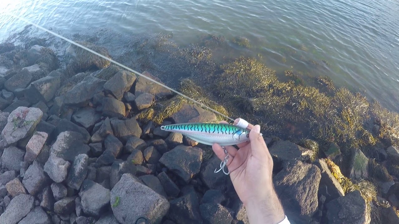 How to use a Sebile Stick Shadd in the Cape Cod Canal - YouTube