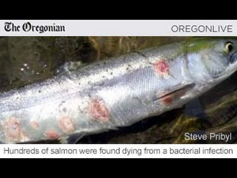 Fukushima & Mass Die-offs of Sea Life Along West Coast of US - YouTube