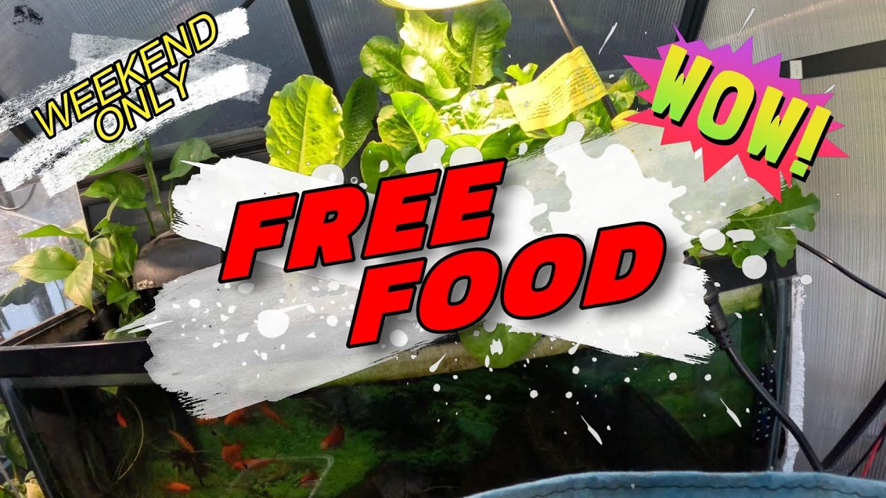 Growing salad on top of a goldfish tank.. Aquaponics & Harvesting Fresh ...