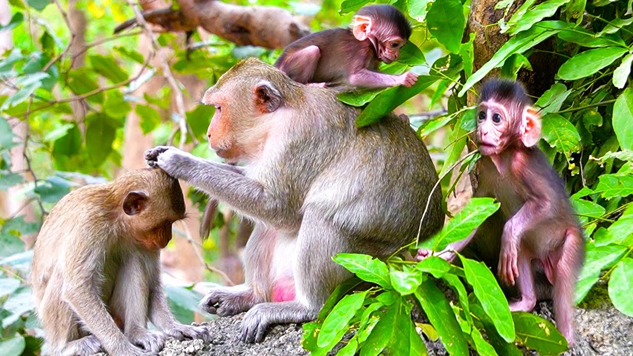 Monkey Moms & Their Little Ones: Unbreakable Love, Little Baby Monkey ...