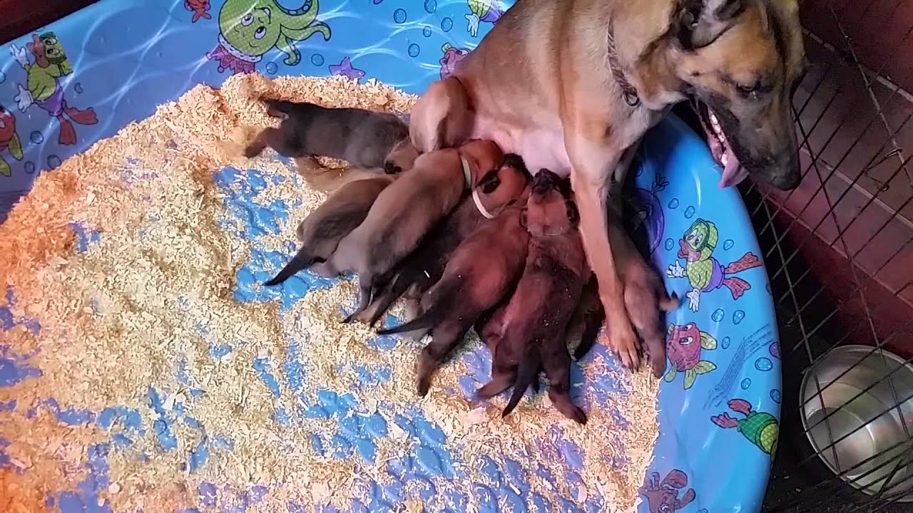 A litter 21 days. - YouTube