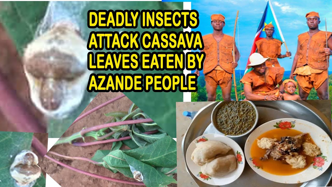 AZANDE TRADITIONAL FOOD ATTACKED BY DEADLY INSECTS THAT KILL INSTANTLY ...