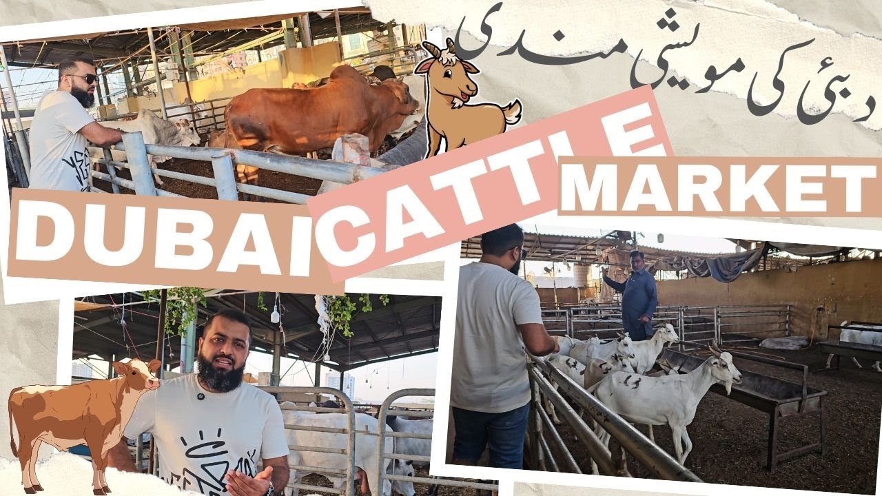 Dubai Bakra Mandi 2024 | Price Kia Hai | Cattle Market Dubai - YouTube