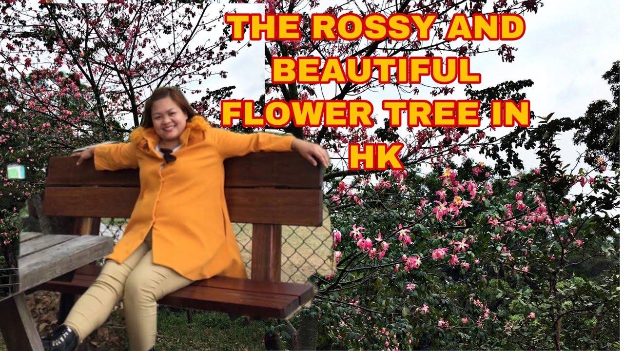 THE BEAUTIFUL ROSSY FLOWERS IN THE CASTLE||BEAUTIFUL VIEW #adventure ...