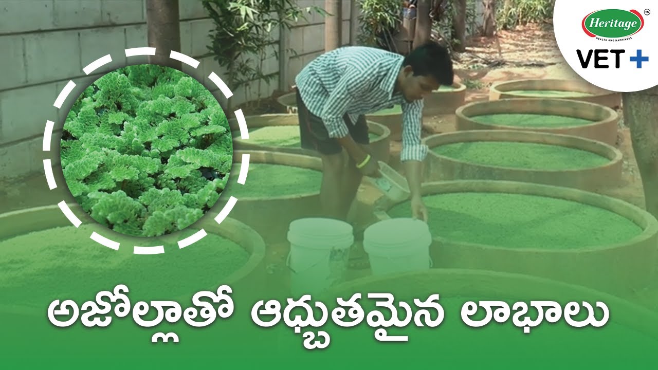 Azolla - Excellent Cattle Fodder | అజోల్లా ఉపయోగాలు | Heritage VET+ ...