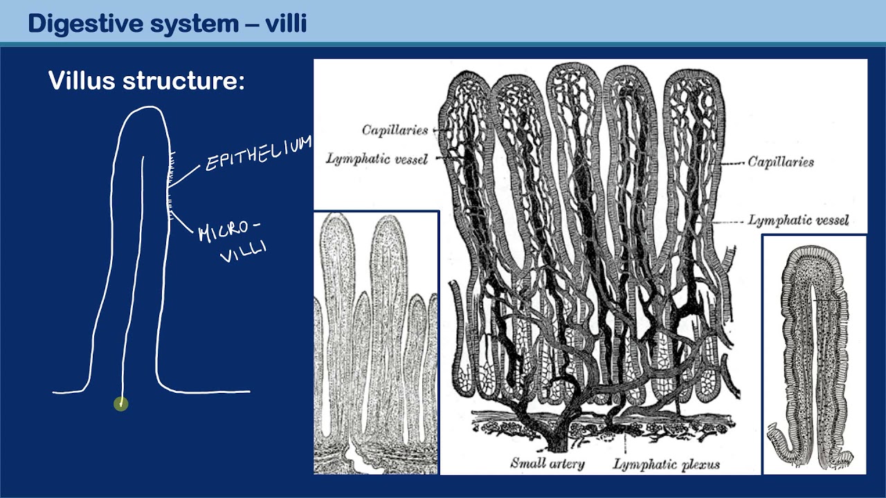 Structure of a villus - YouTube