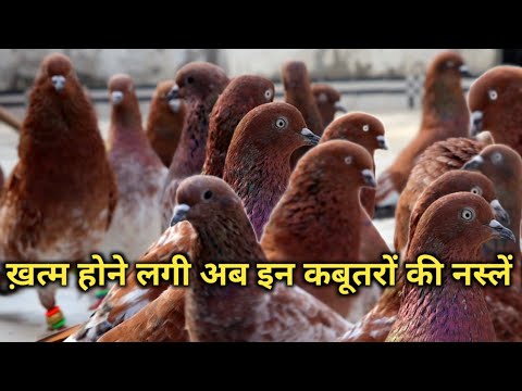 ख़त्म होने लगी अब इन कबूतरों की नस्लें |Surkh Kabootar | Lal Chapdar ...