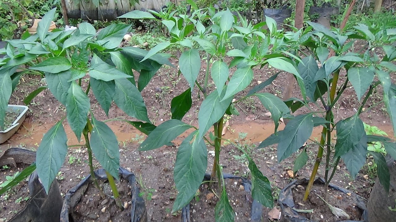 Metode Tanam Cabe Merah Besar Di Pot ! Tanam Biji Langsung Daunnya ...