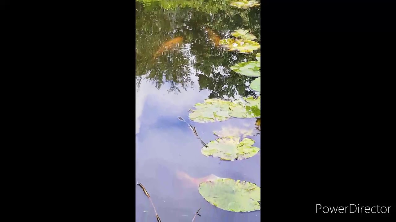 Fishtick in real life - YouTube